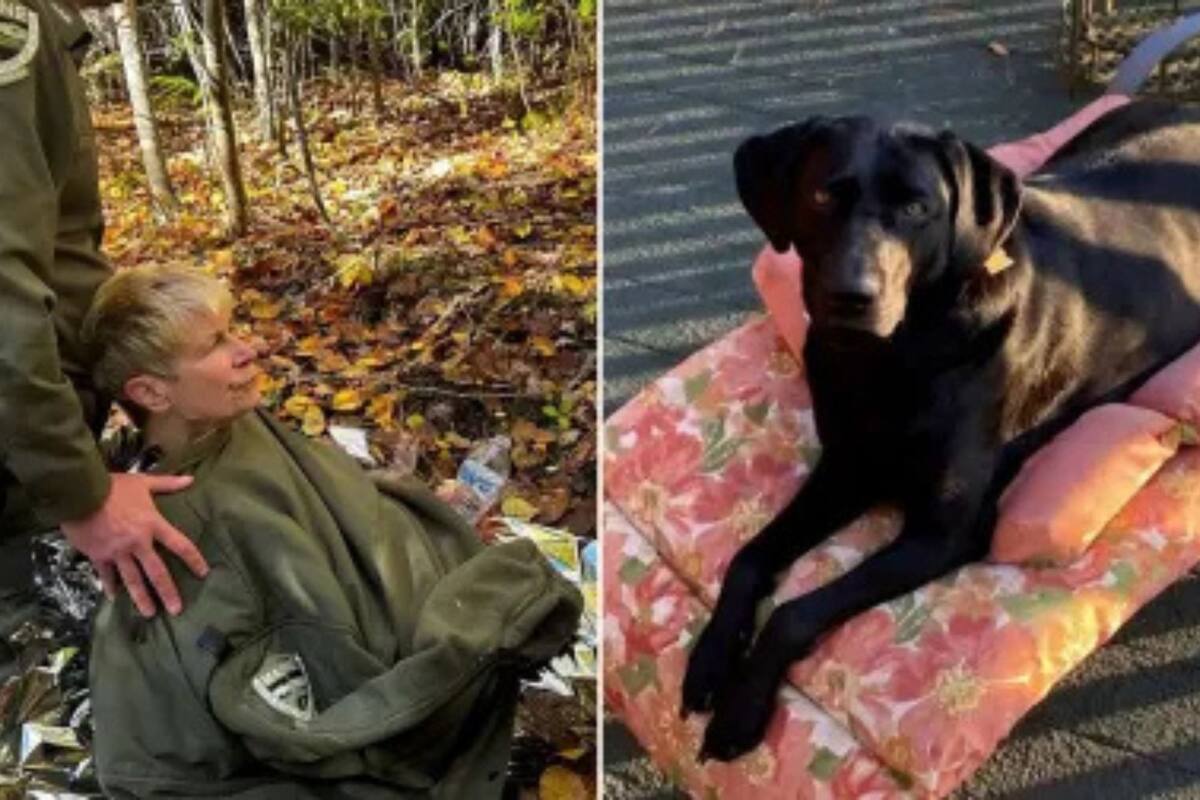 La Conmovedora Historia Del Perro Que Cuidó A Una Mujer Perdida En Un