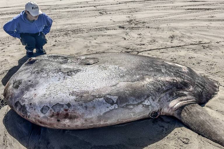 Hallaron un raro pez en una playa, creyeron que era una especie nueva ... Hallaron un raro pez en una playa, creyeron que era una especie nueva ...