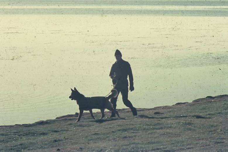 La Conmovedora Historia De Tom El Perro Callejero Que Murió En