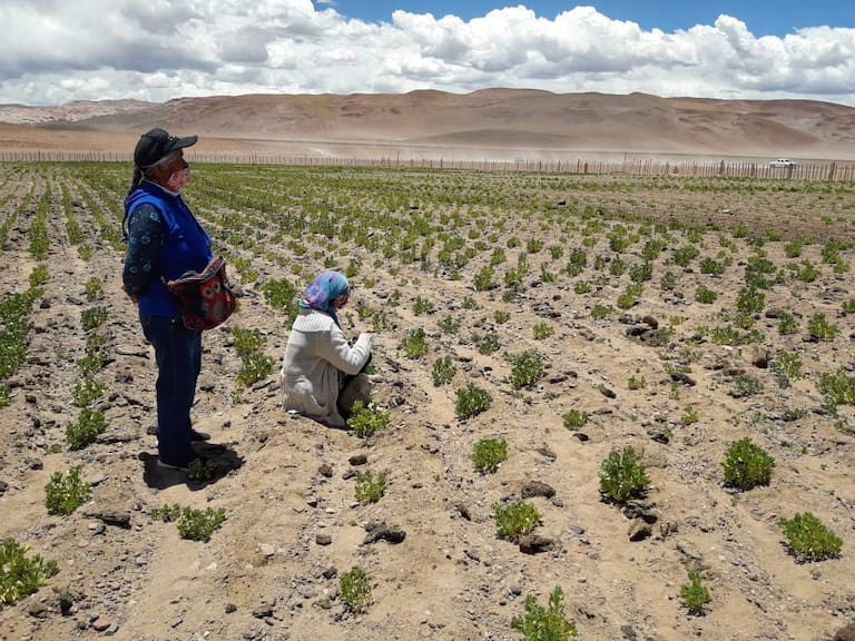 Producen quiinoa orgánica en la puna salteña - LA NACION Producen quiinoa orgánica en la puna salteña - LA NACION