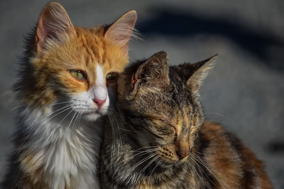 Cómo expresan los gatos el duelo por la pérdida de otra mascota de su ... Cómo expresan los gatos el duelo por la pérdida de otra mascota de su ...